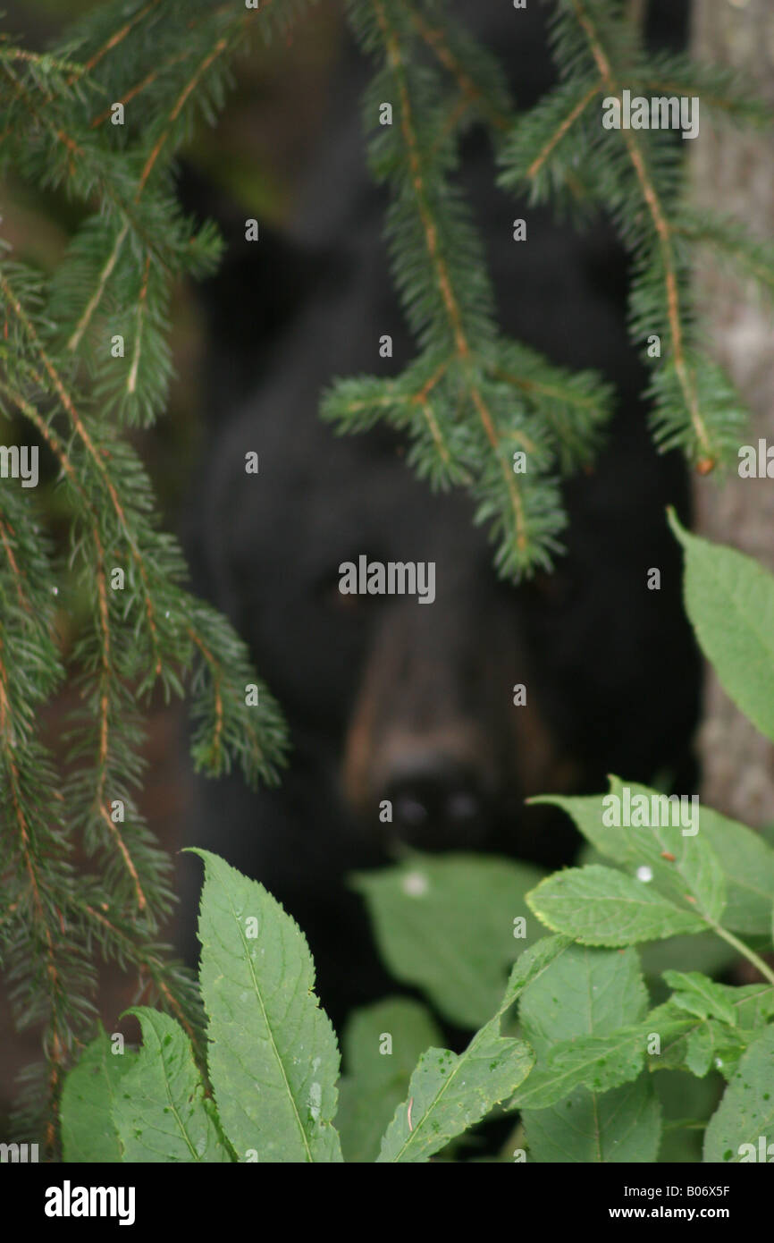 Black bear through trees Stock Photo - Alamy