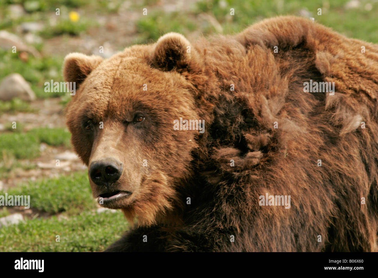 Brown bear staring Stock Photo - Alamy
