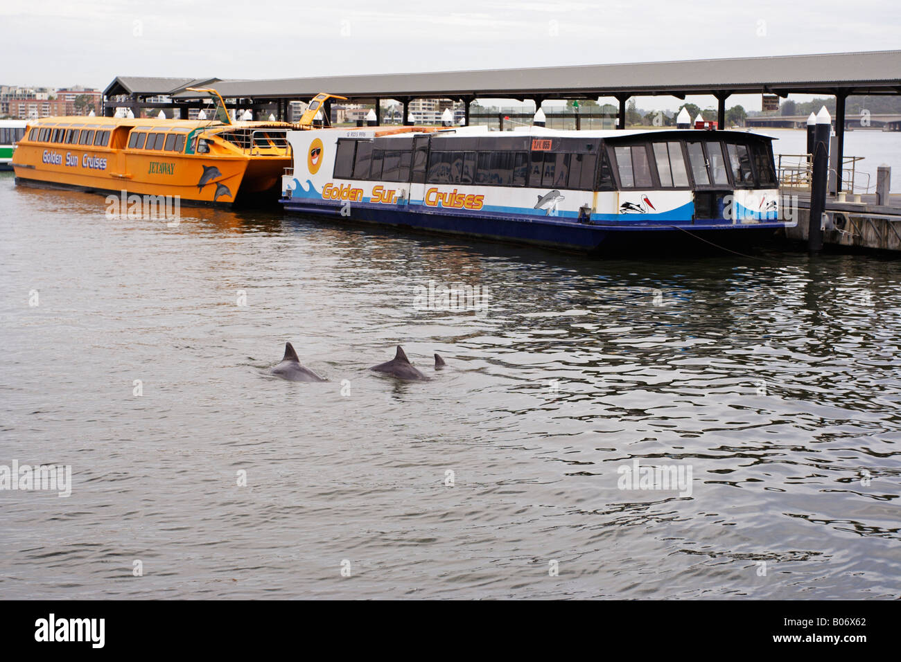 Dolphins swimming near Barrack St Jetty in Perth, Western Australia ...