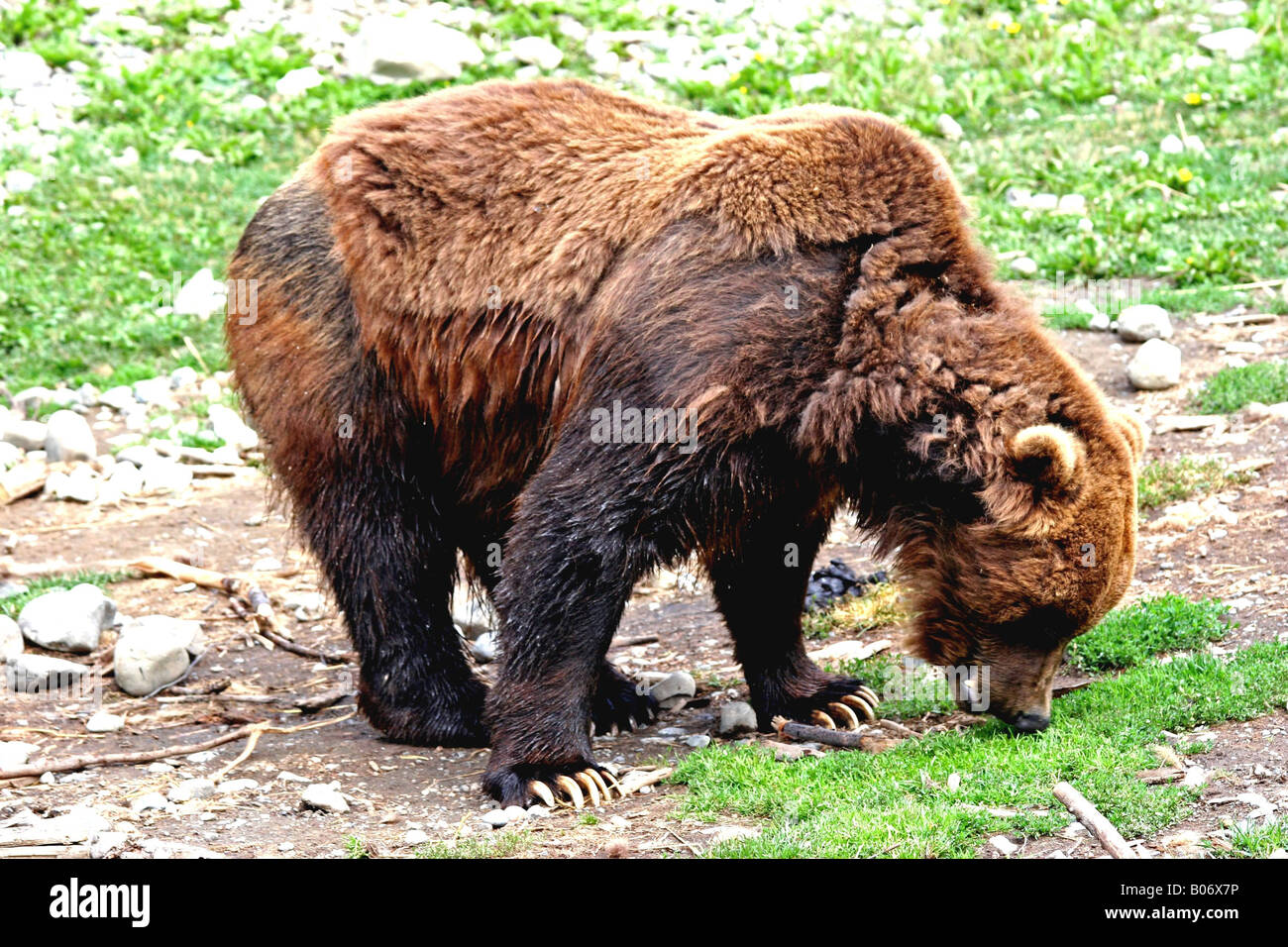 Brown bear sniffing Stock Photo - Alamy