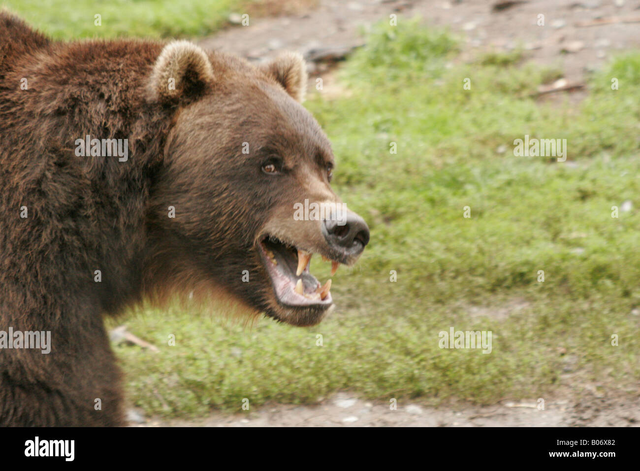 Growling Black Bear High Resolution Stock Photography and Images - Alamy