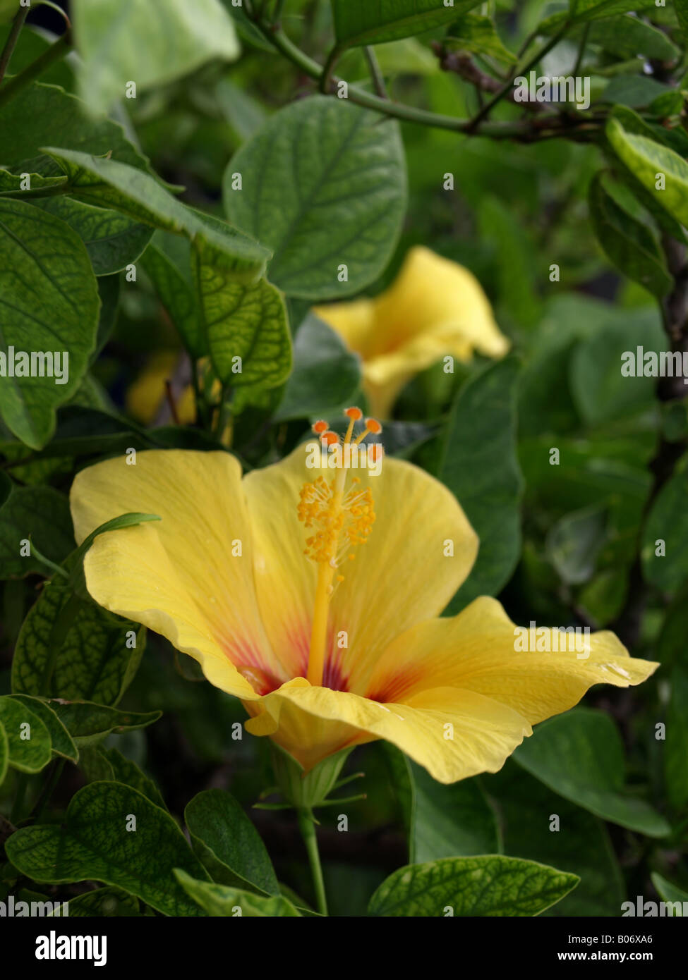 Yellow hibiscus hi-res stock photography and images - Alamy