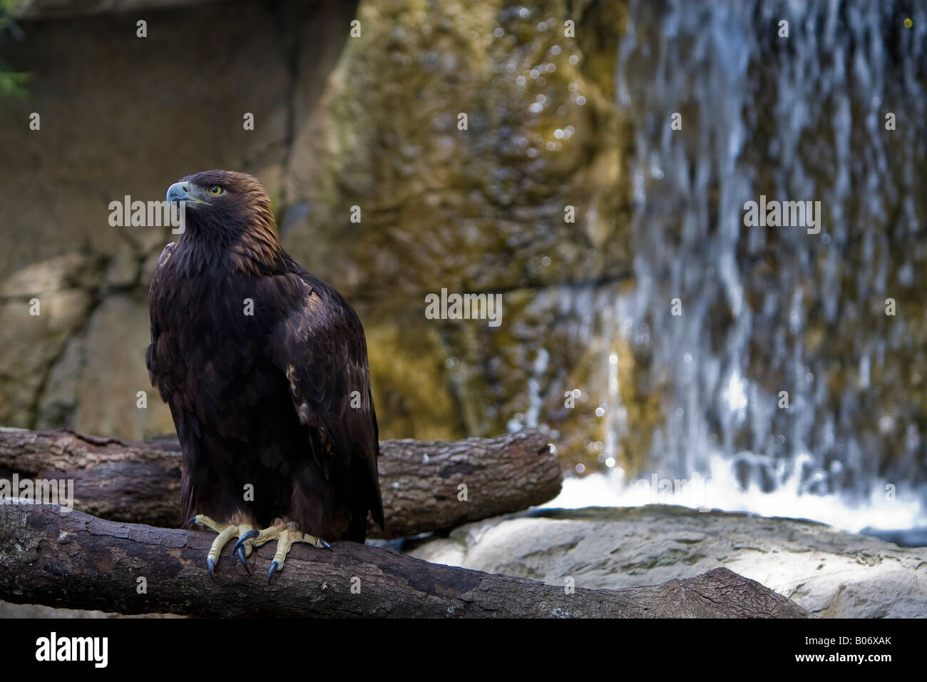 Redhawk hi-res stock photography and images - Alamy