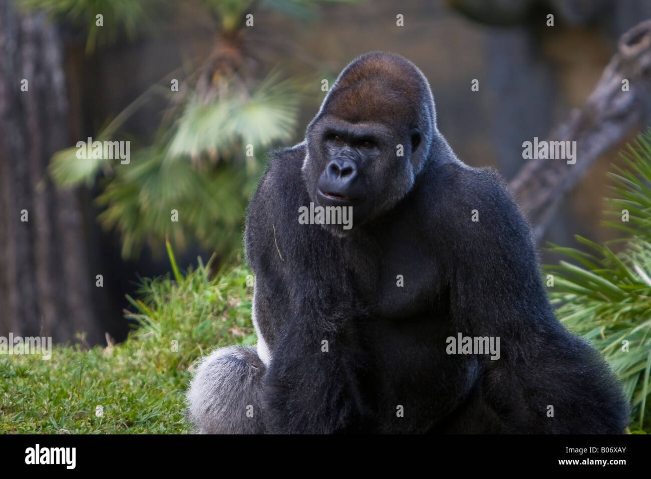 Western Lowland Gorilla Stock Photo - Alamy