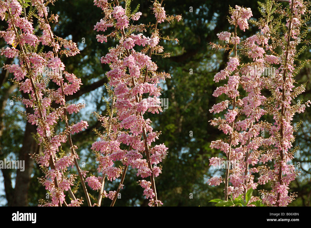 Konna hi-res stock photography and images - Alamy