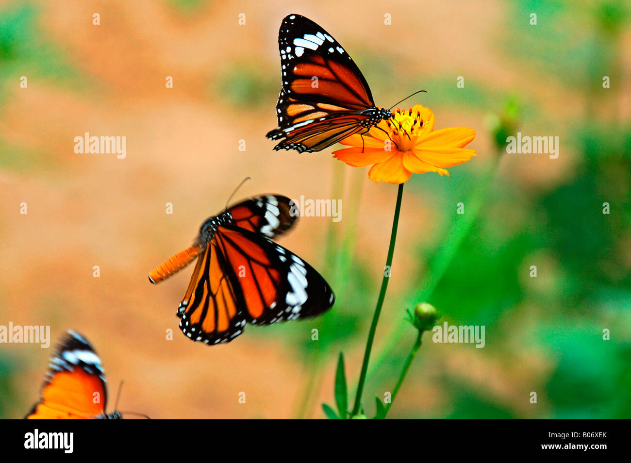 tiger butterflies in flight Stock Photo - Alamy