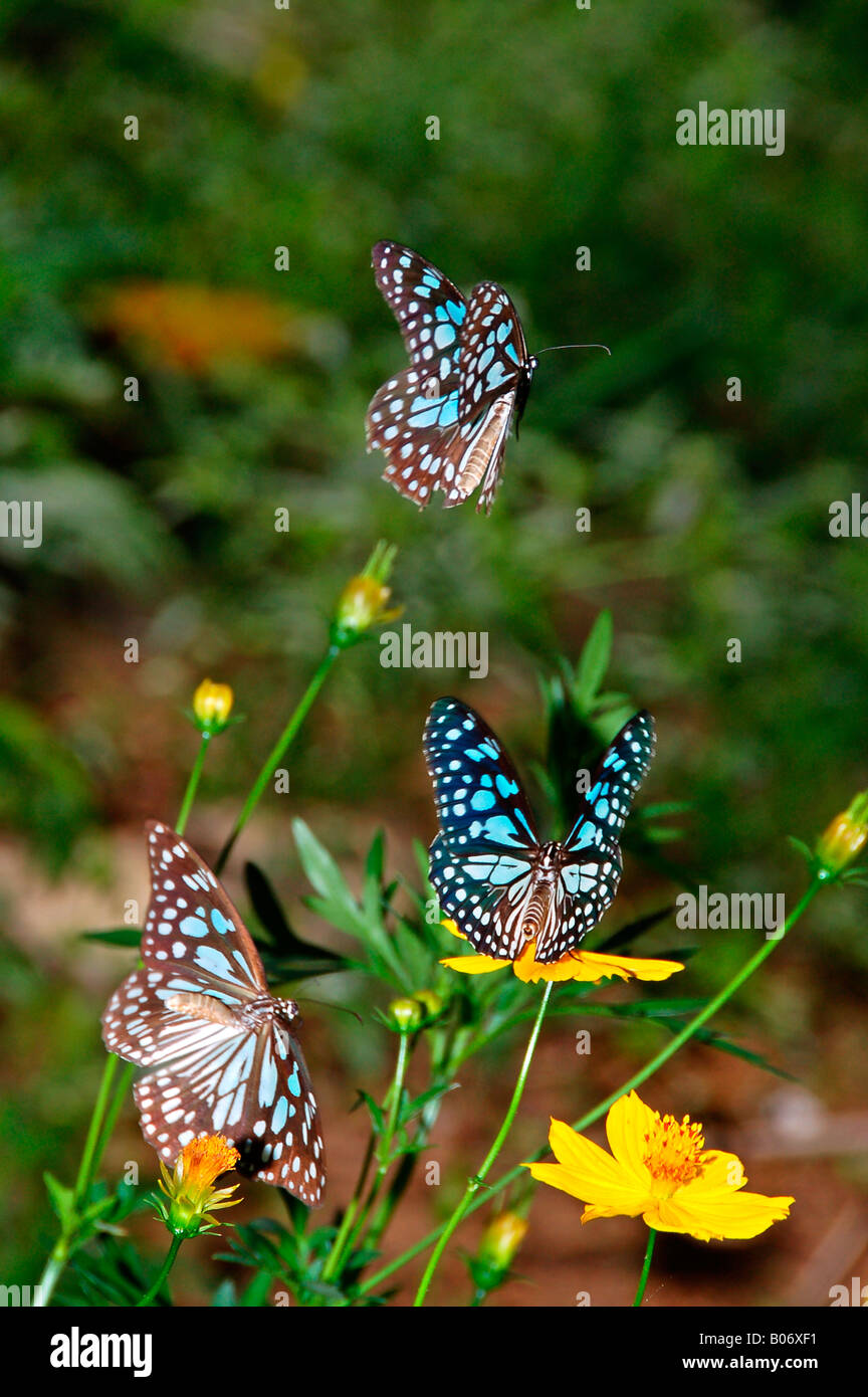 Blue tiger butterflies in flight Stock Photo - Alamy