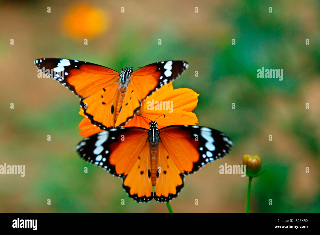 Common tigers hi-res stock photography and images - Alamy