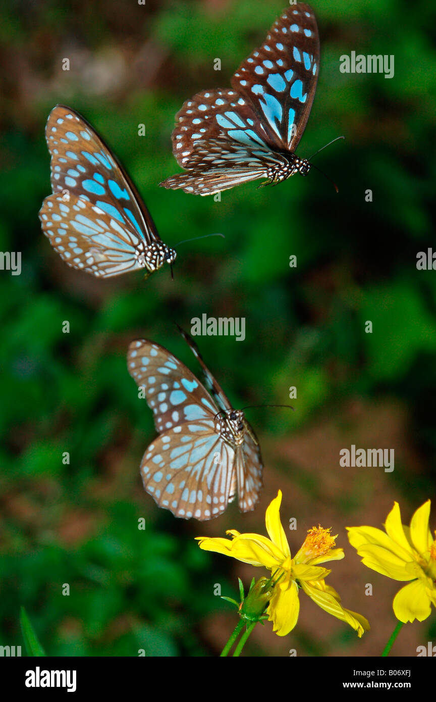 Blue tiger butterflies in flight Stock Photo - Alamy