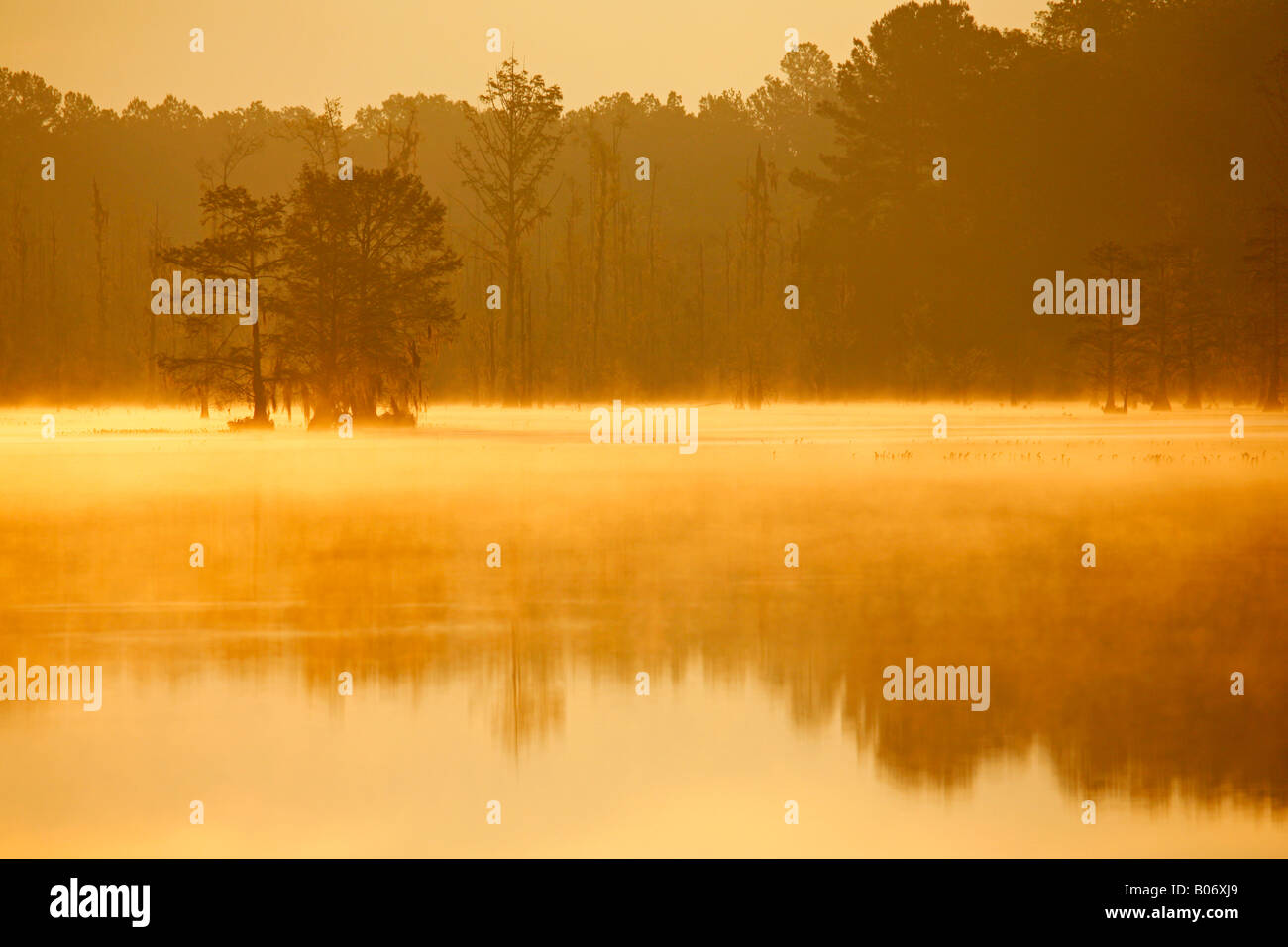 Cypress trees in Congaree National Park at dawn, South Carolina Stock ...