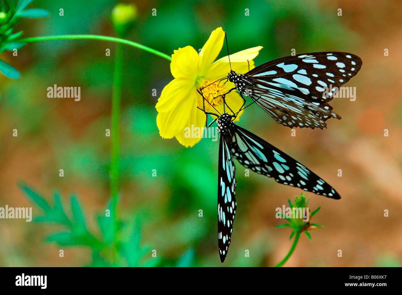 Blue tiger butterflies Stock Photo - Alamy