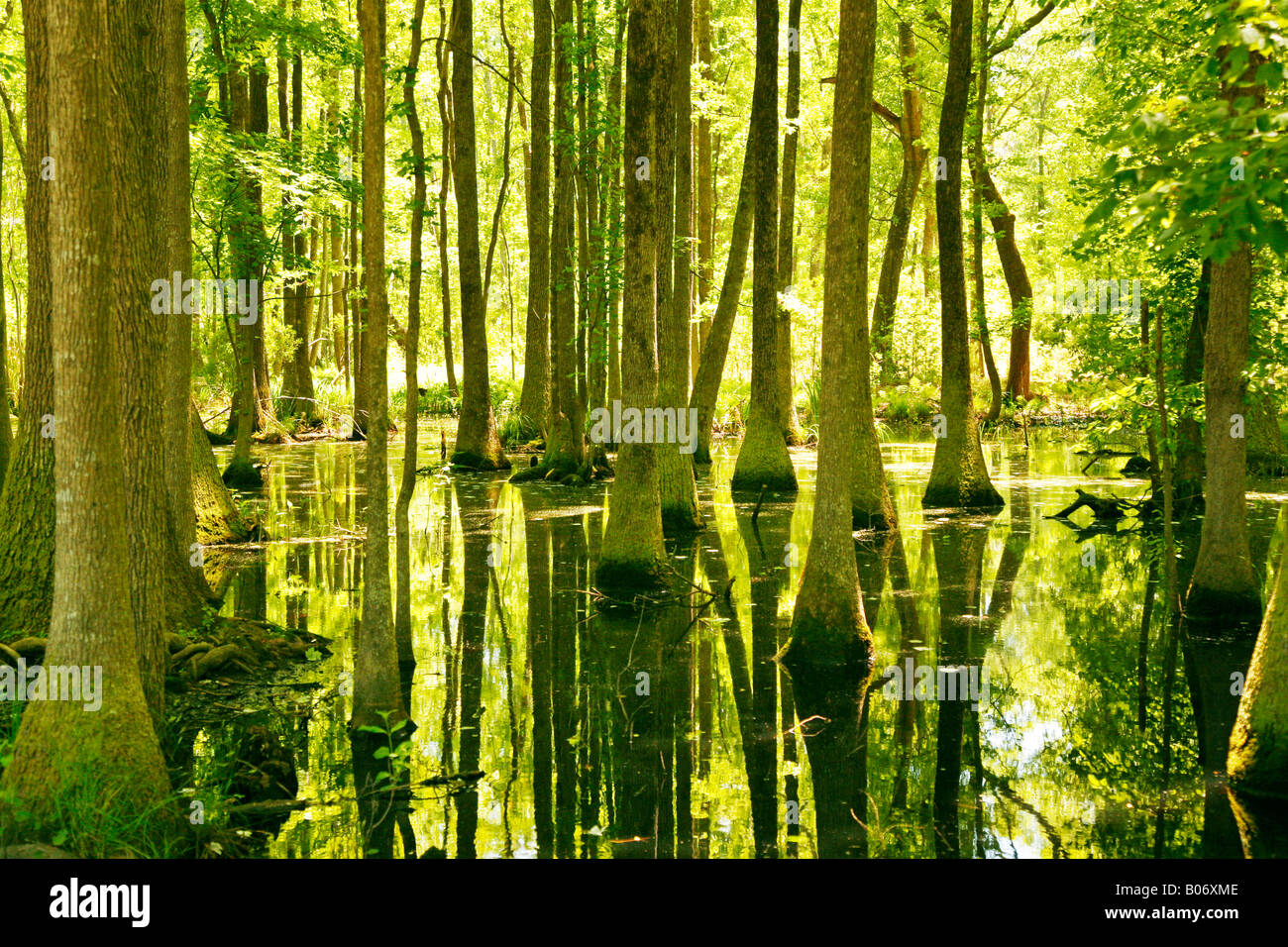 Cypress Swamp, Congaree National Park, South Carolina Stock Photo - Alamy