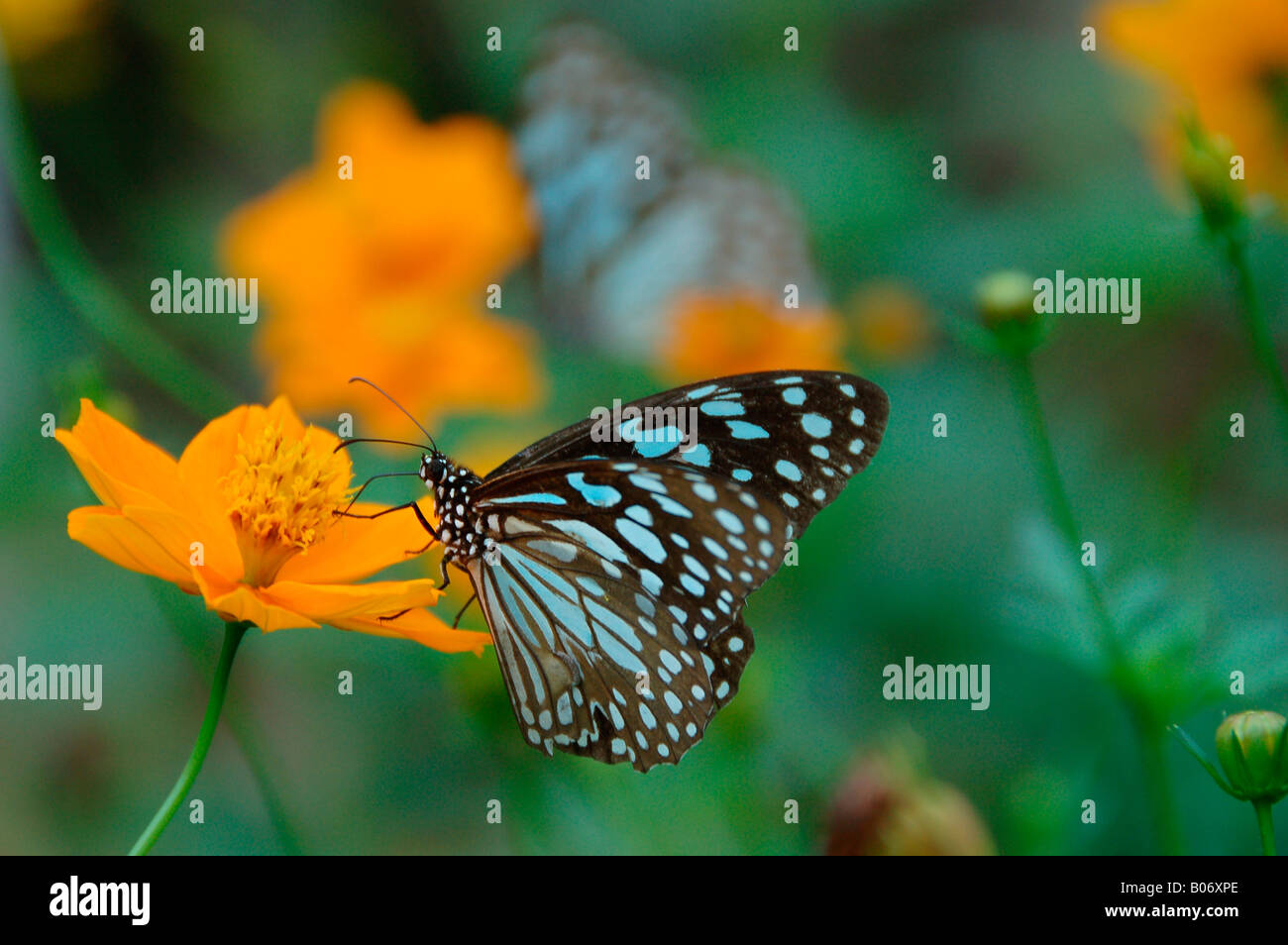 Blue Tiger Butterflies Stock Photo - Alamy