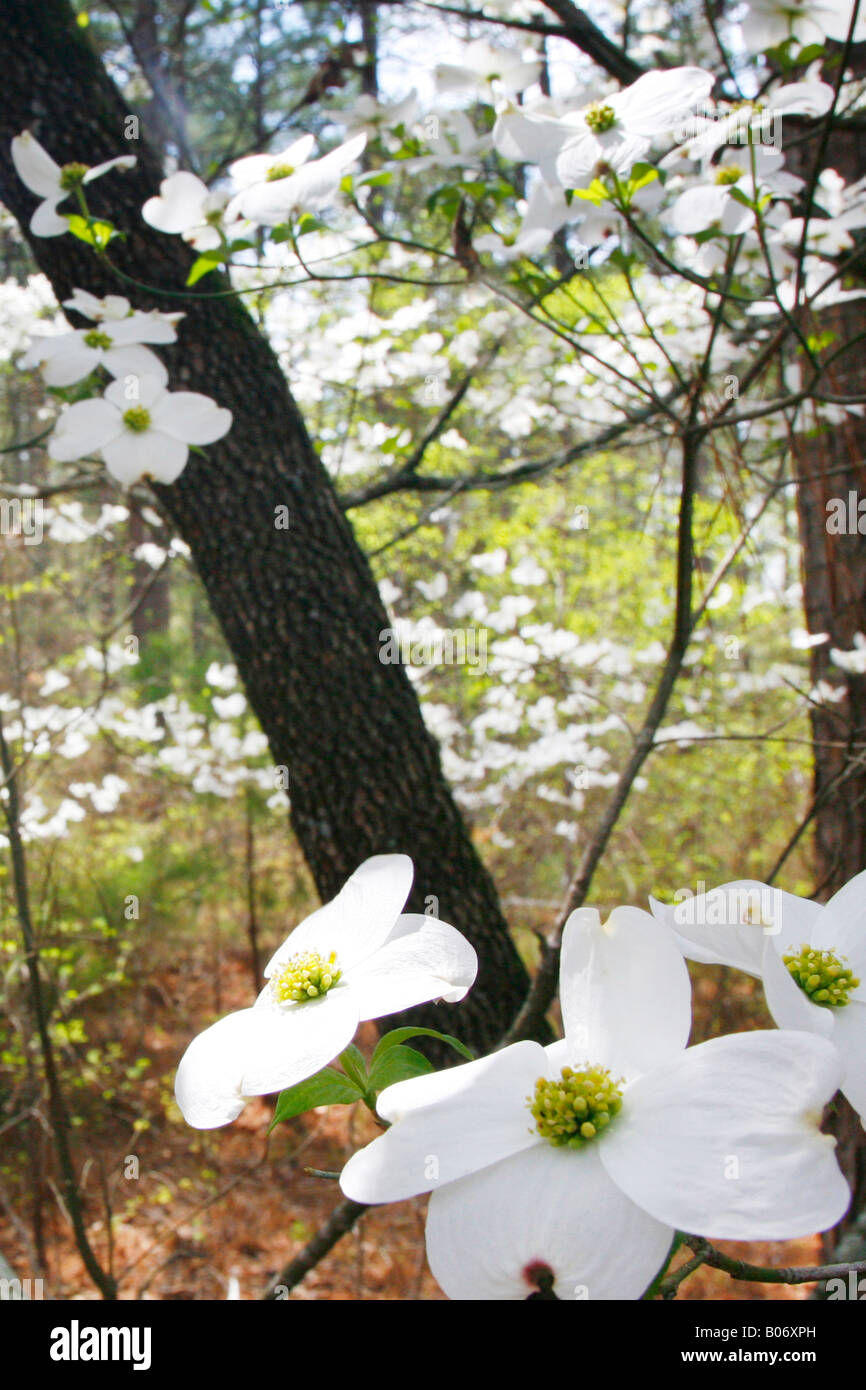 Camp dogwood hi-res stock photography and images - Alamy