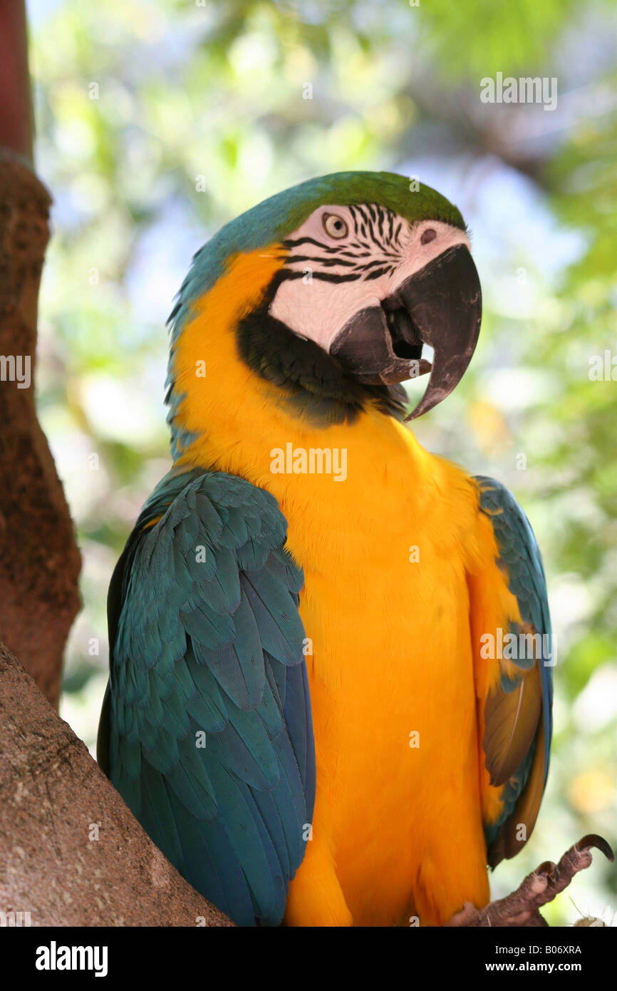Blue yellow parrot Stock Photo - Alamy