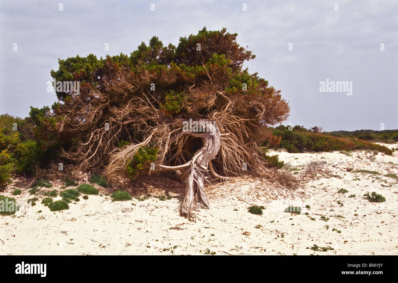 Juniper on the beach of Es Trenc Majorca Stock Photo - Alamy