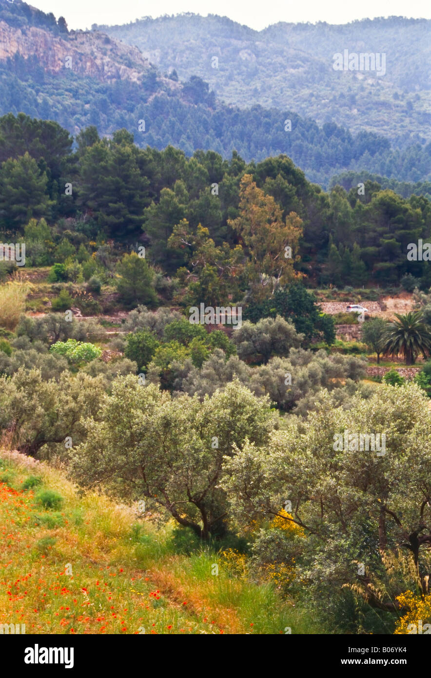 Olive Trees Spring Majorca Stock Photo - Alamy