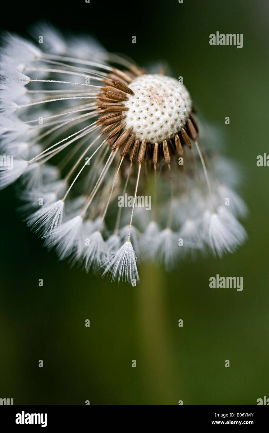 Wind blown seeds hi-res stock photography and images - Alamy