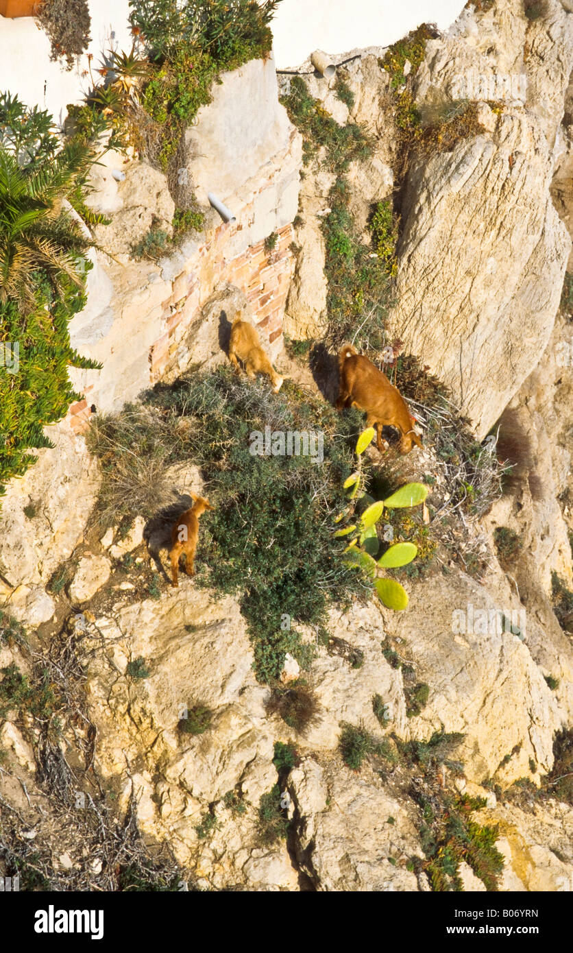Goats Grazing Majorca Stock Photo - Alamy