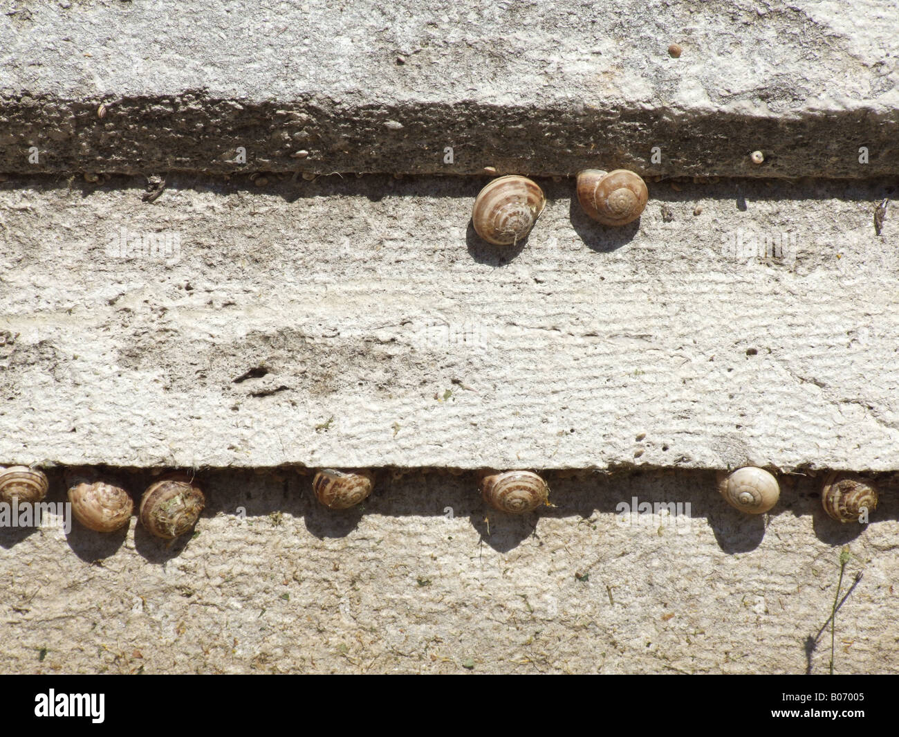 Snails on stone wall hi-res stock photography and images - Alamy