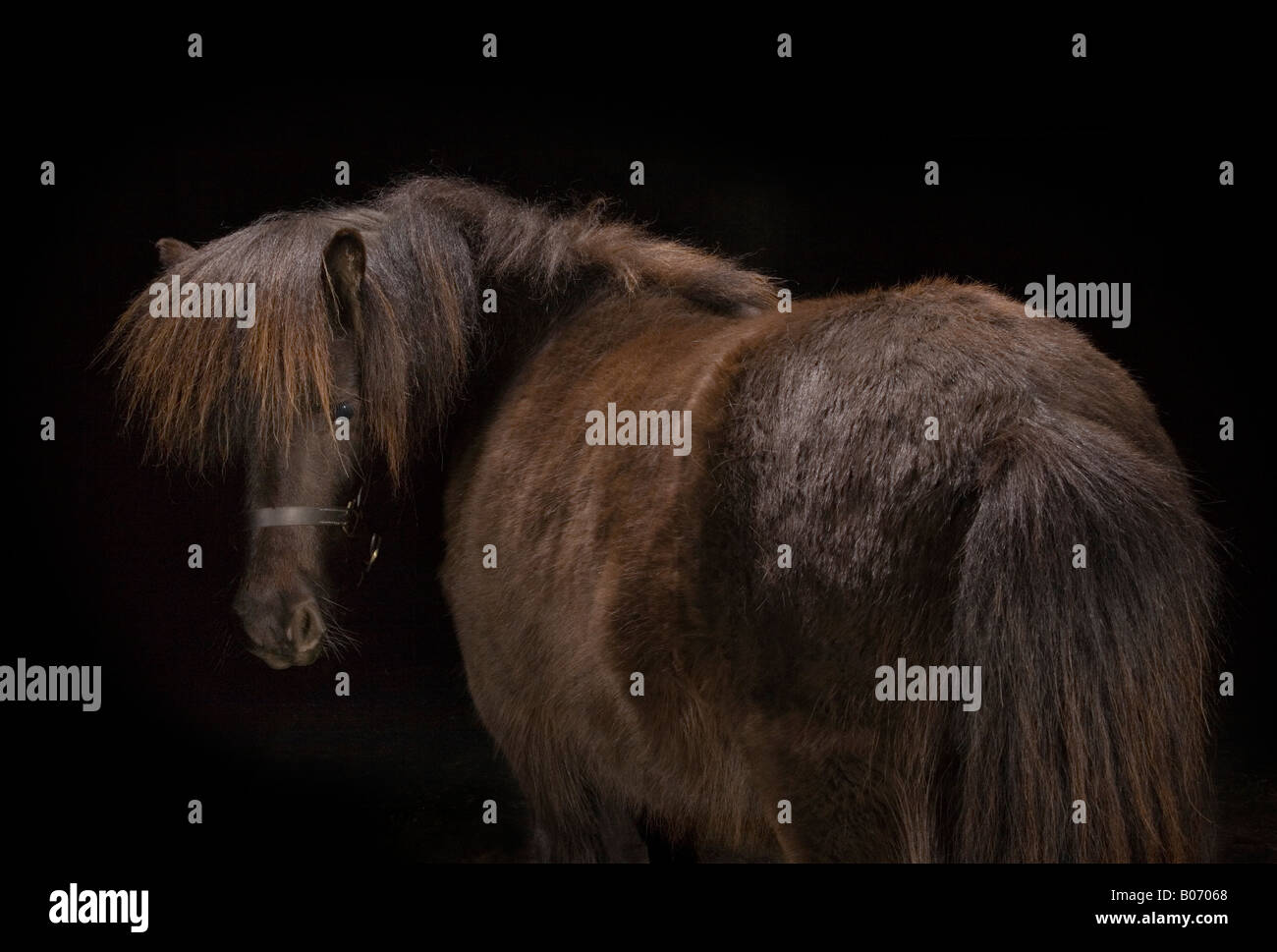 A single Shetland Pony taken in a studio looking back into the light ...