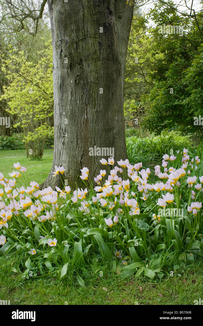 Naturalized bulbs hi-res stock photography and images - Alamy