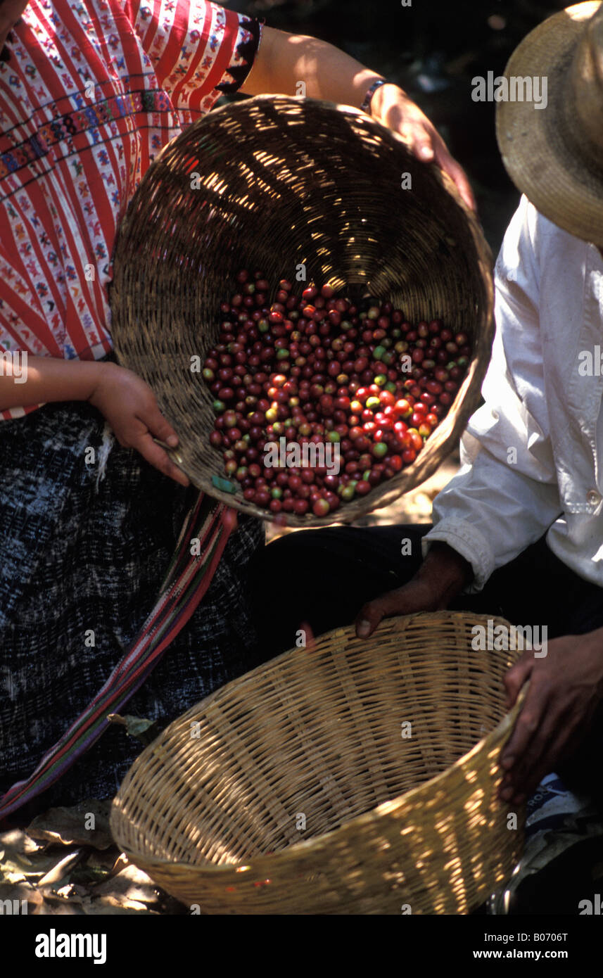 Mayan woman and man in traditional clothing harvesting coffee beans ...