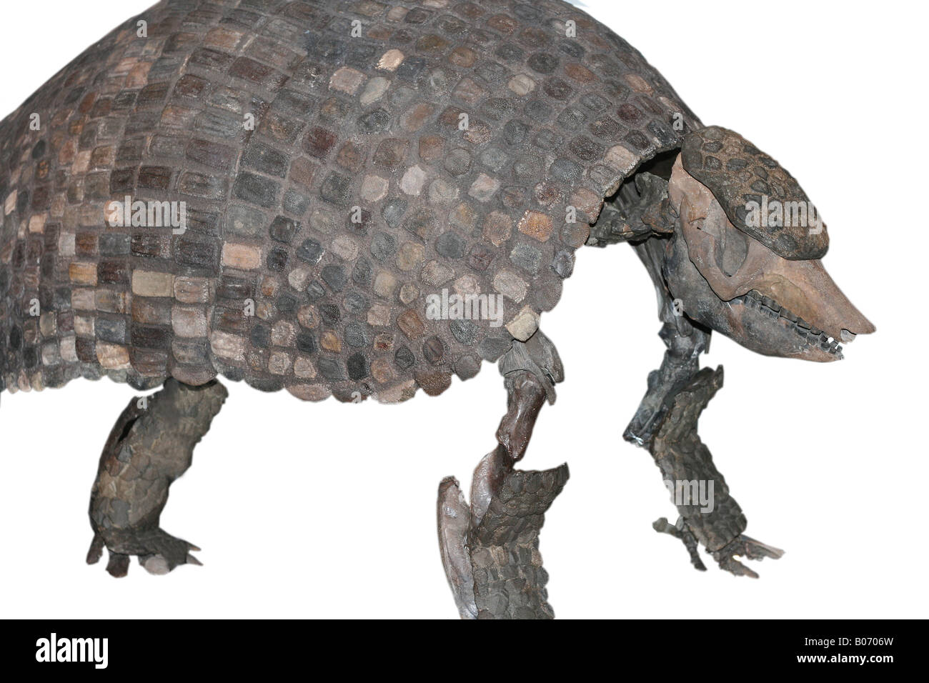 Glyptodon Skeleton