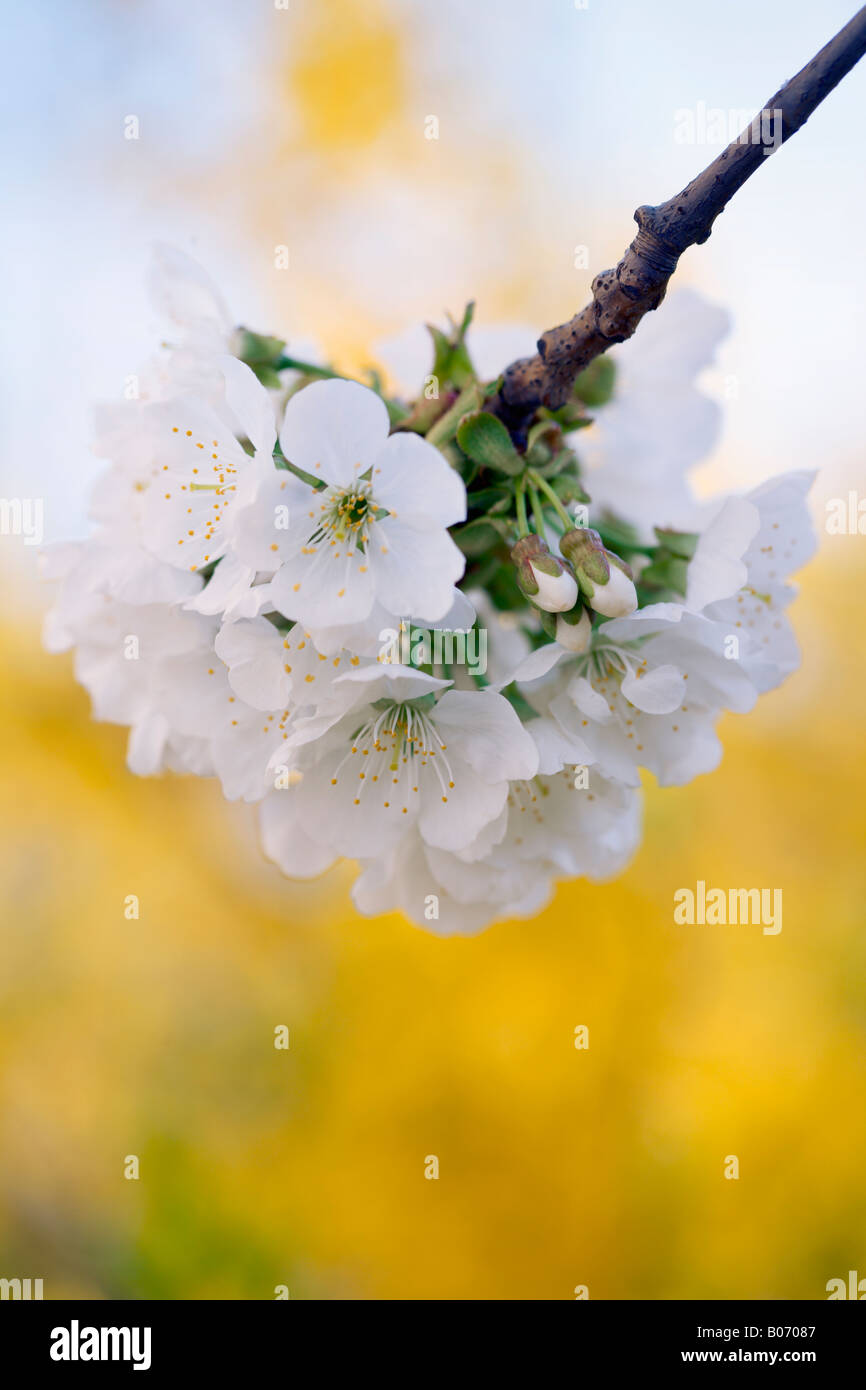 WILD CHERRY PRUNUS AVIUM Stock Photo - Alamy