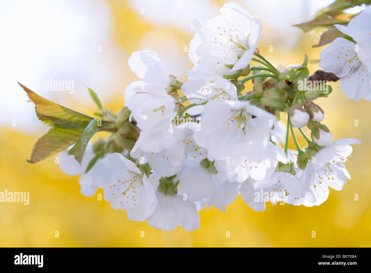 Detail wild cherry tree hi-res stock photography and images - Alamy