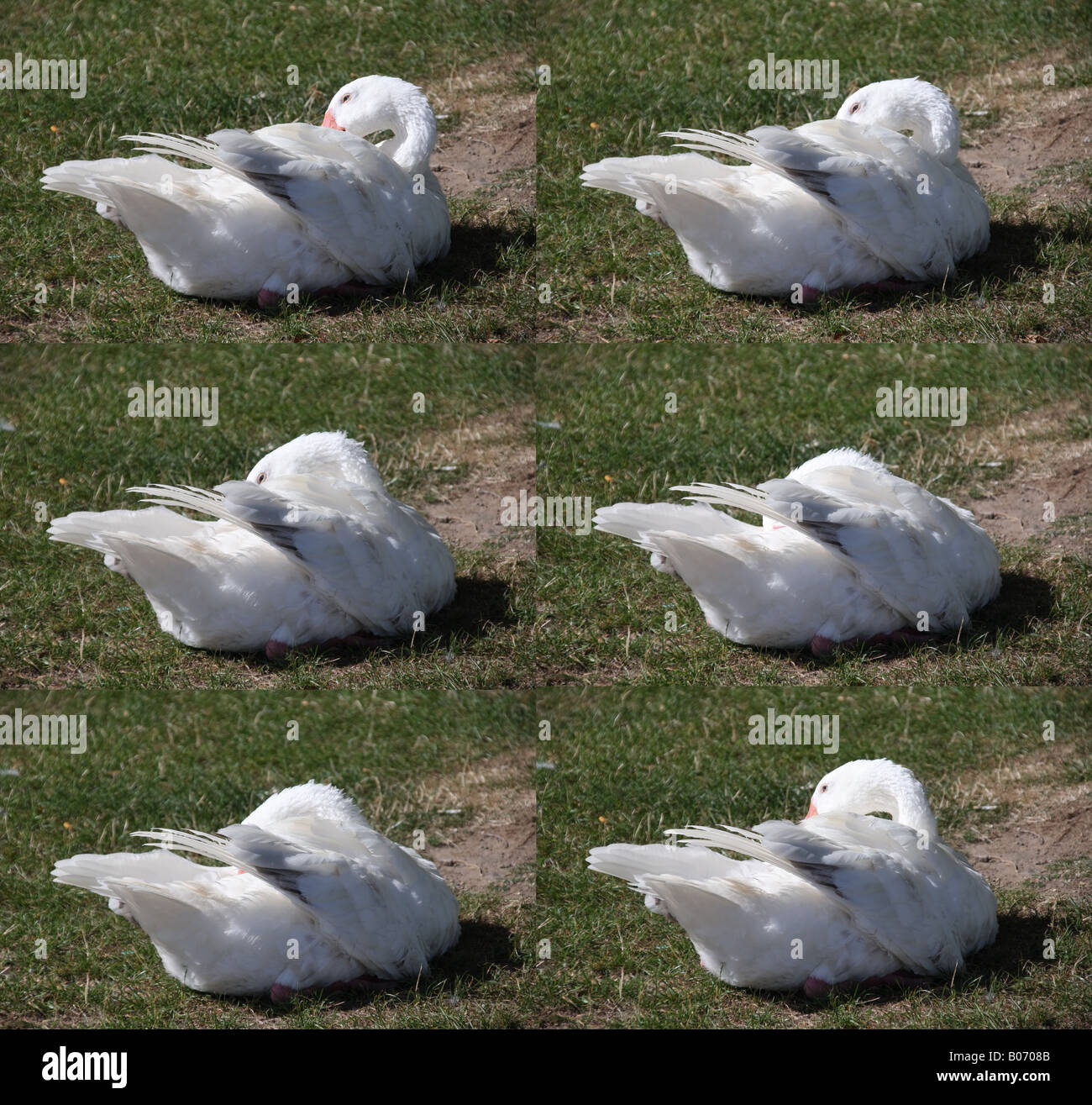 Continuous captured motion of a goose Stock Photo - Alamy