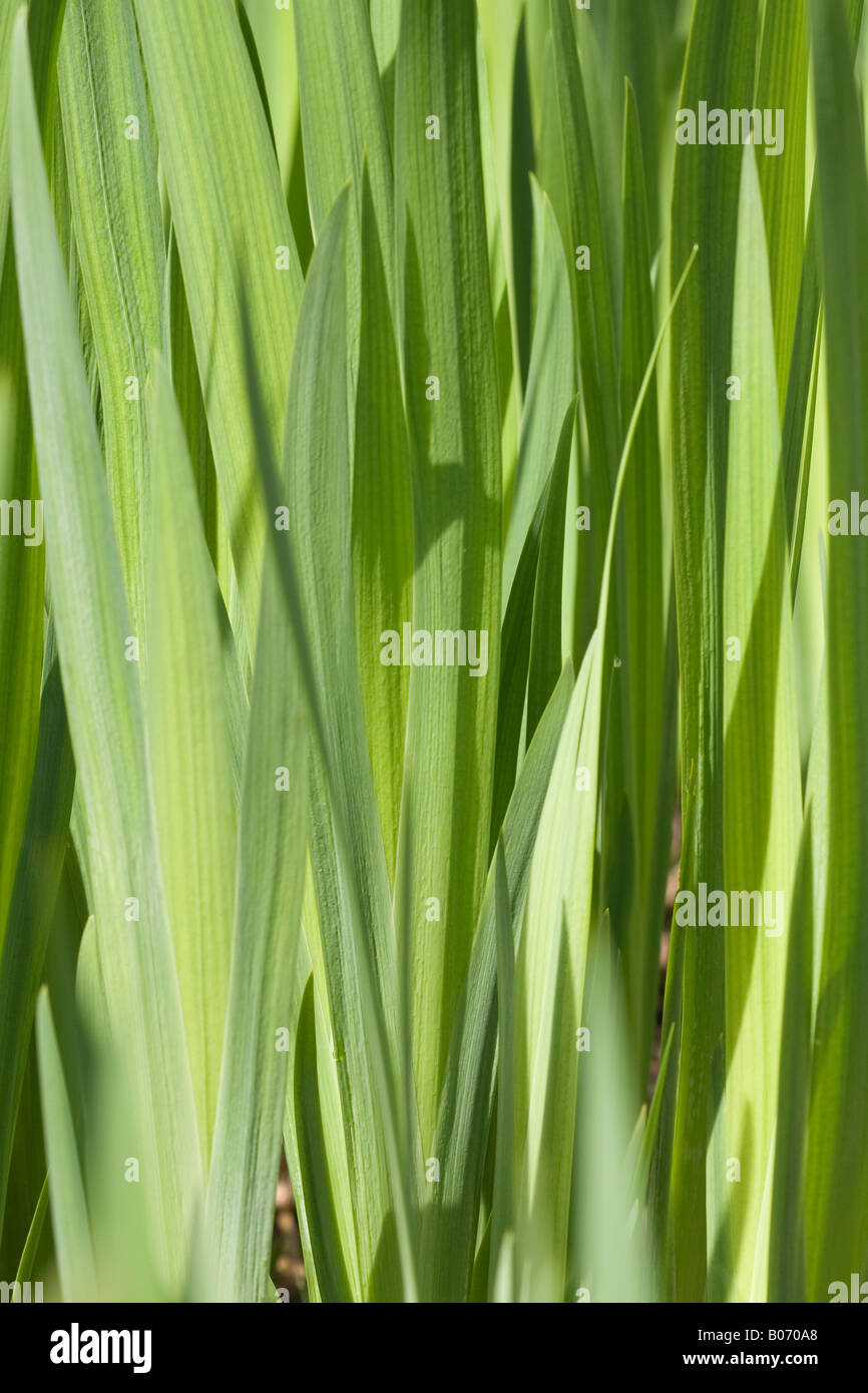Bearded iris leaves hi-res stock photography and images - Alamy
