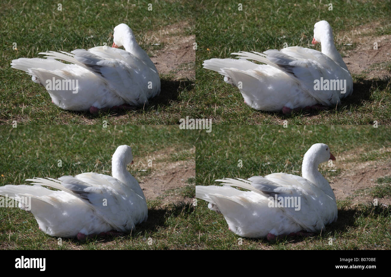 Continuous captured motion of a goose turning its neck Stock Photo - Alamy