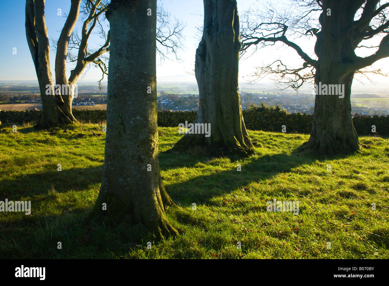 Scotland Scottish Borders Duns A small group of trees located on a hill ...