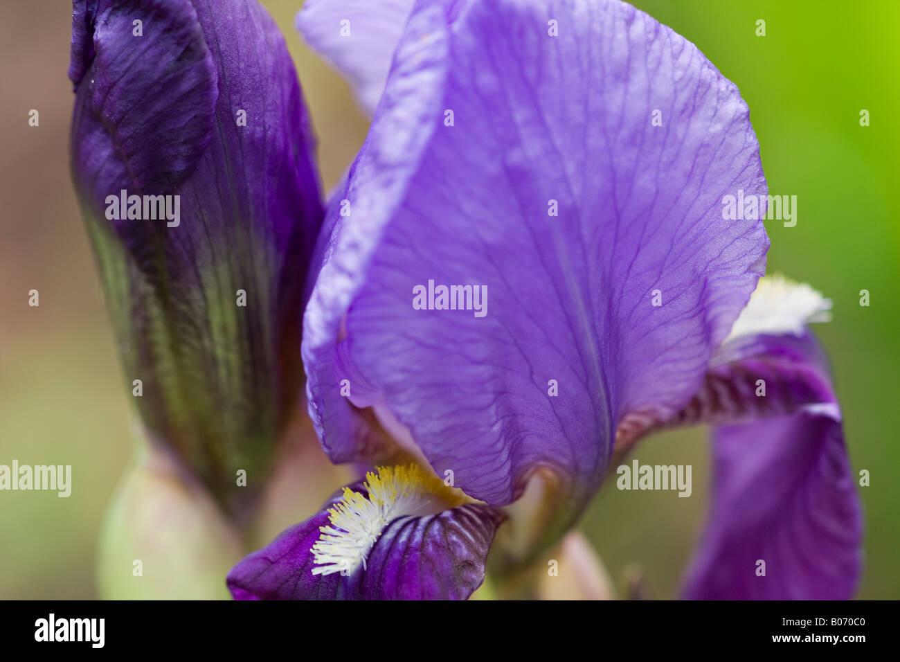 Portrait of a beautiful deep lavender blue Bearded Iris (Iris germanica ...