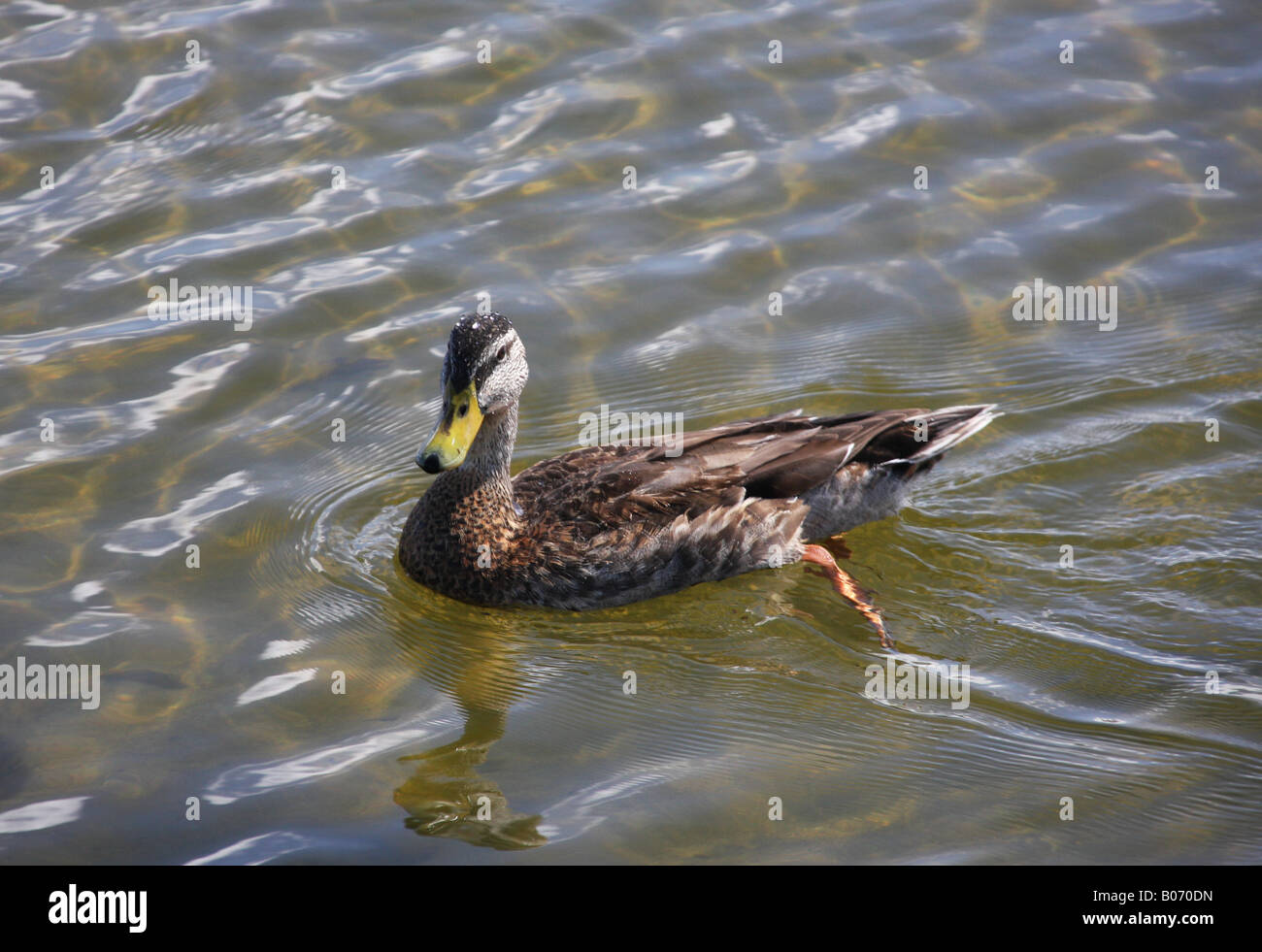 Duck feet hi-res stock photography and images - Alamy