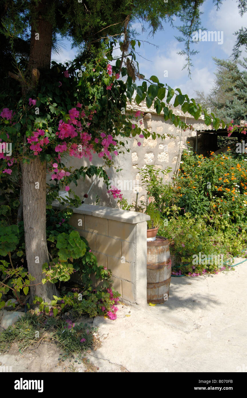 A traditional stone cypriot house surrounded by colourful flowers in ...