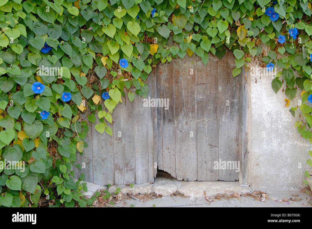 Shutters on a traditional stone cypriot house surrounded by blue ...