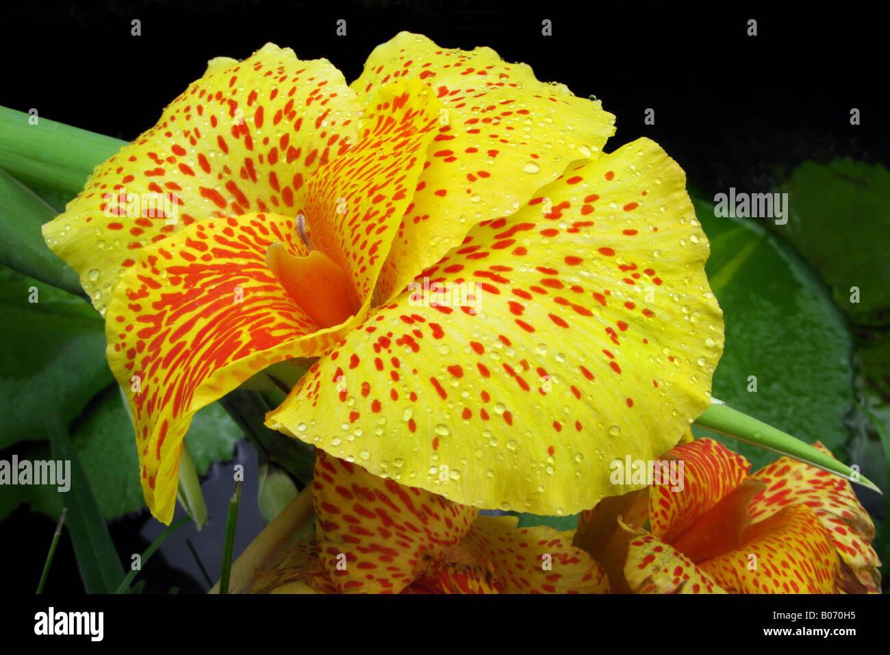 close-up of cana flower Stock Photo - Alamy
