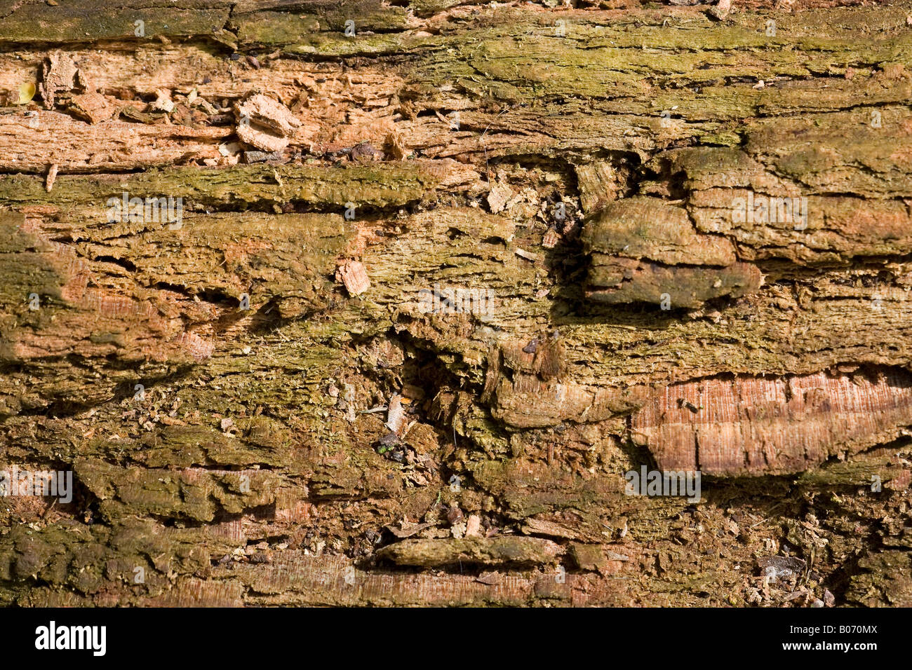 Crumbling bark hi-res stock photography and images - Alamy
