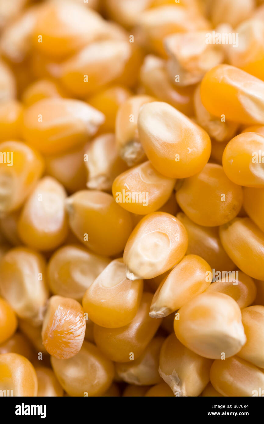 Raw pop corn kernels Stock Photo - Alamy