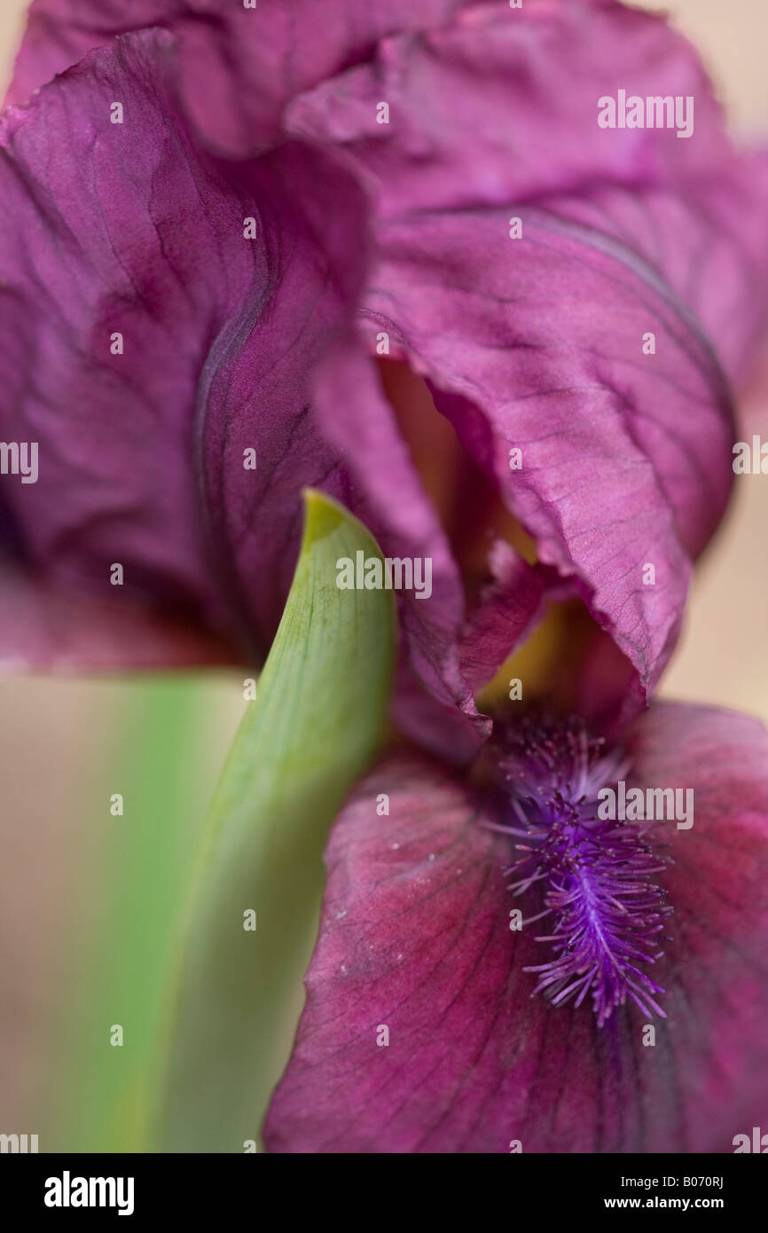 Close up portrait of the silky petals of a deep maroon coloured Bearded ...
