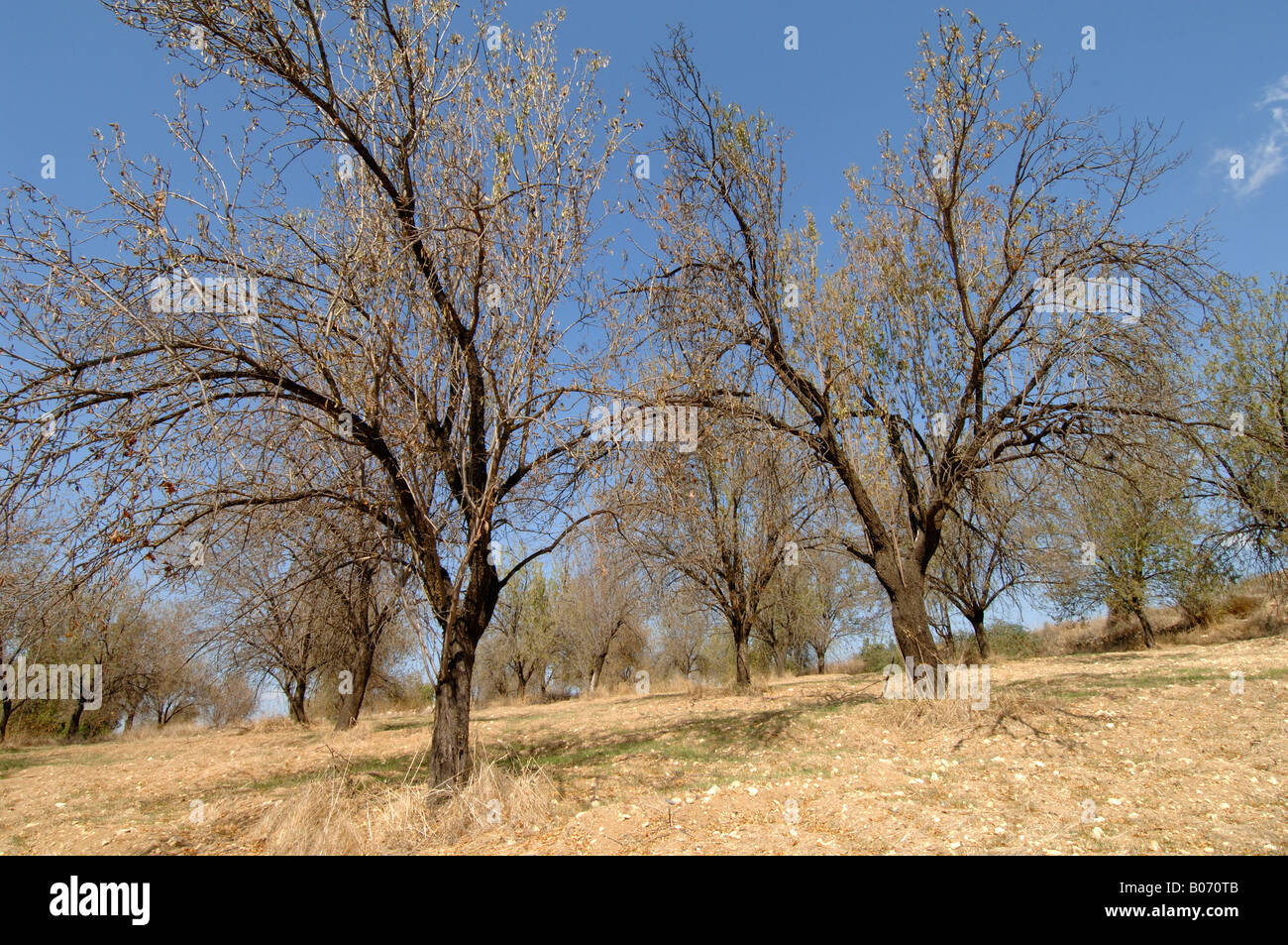 Olive trees in a small sandy orchard against a blue sky in the hill ...