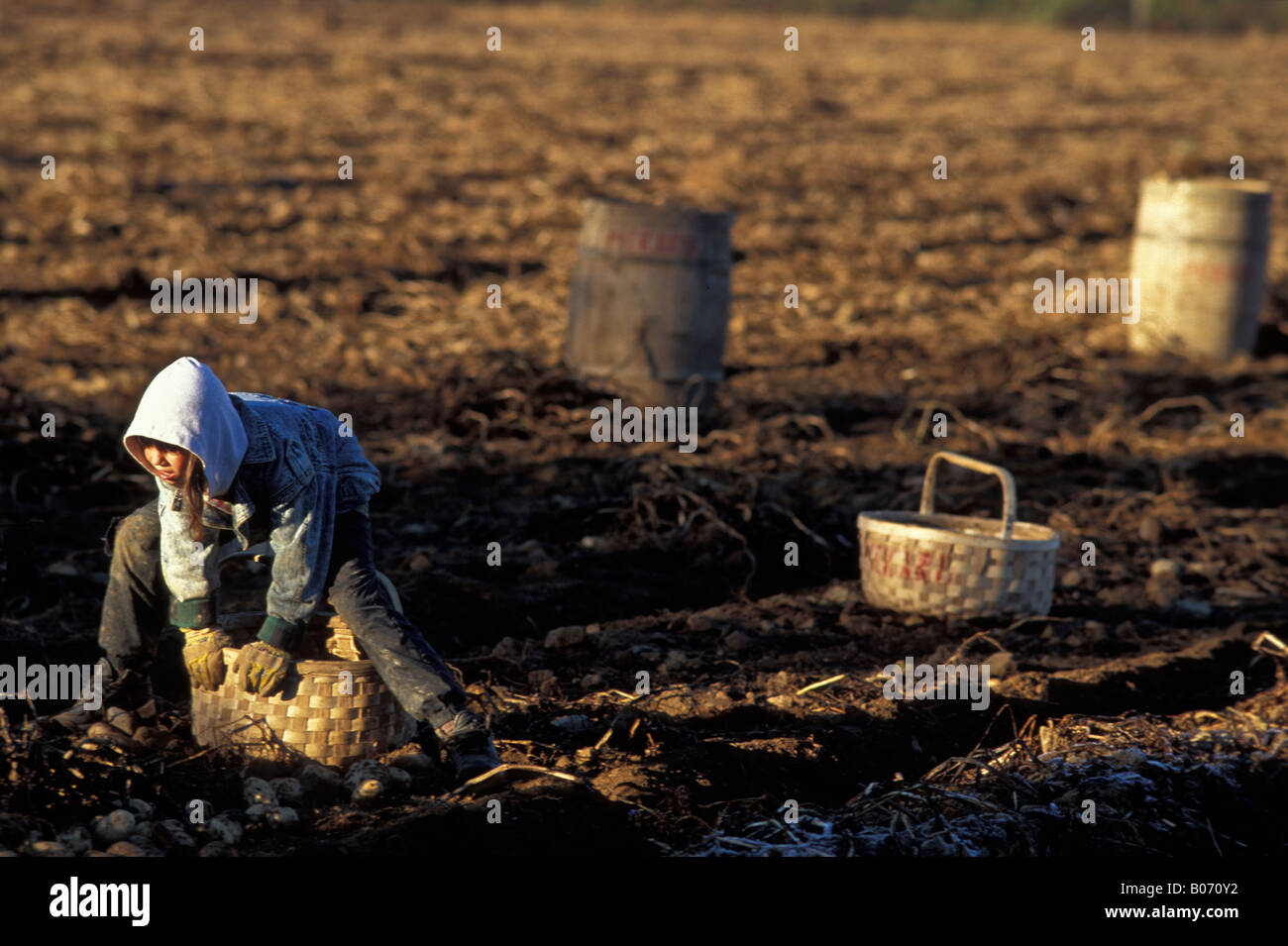 Young girl harvesting potatoes during potato break in Carleton County ...