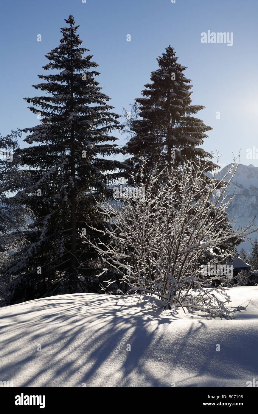 tree in winter Stock Photo - Alamy