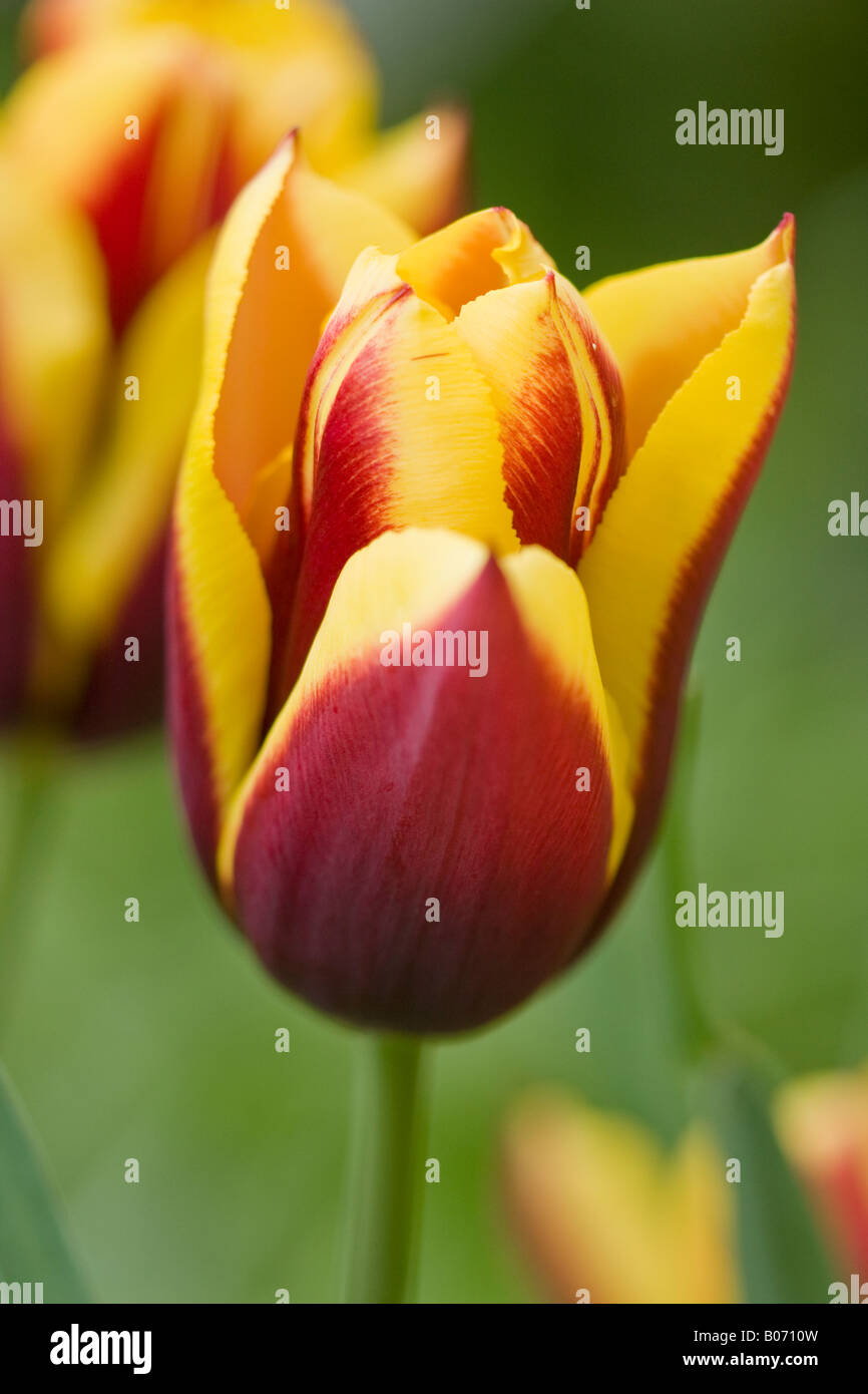 Red yellow bicolor hi-res stock photography and images - Alamy