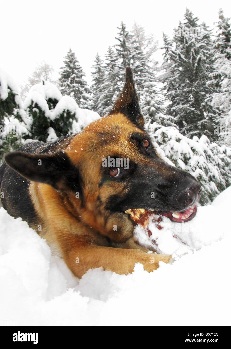 german shepherd playing in snow Stock Photo - Alamy