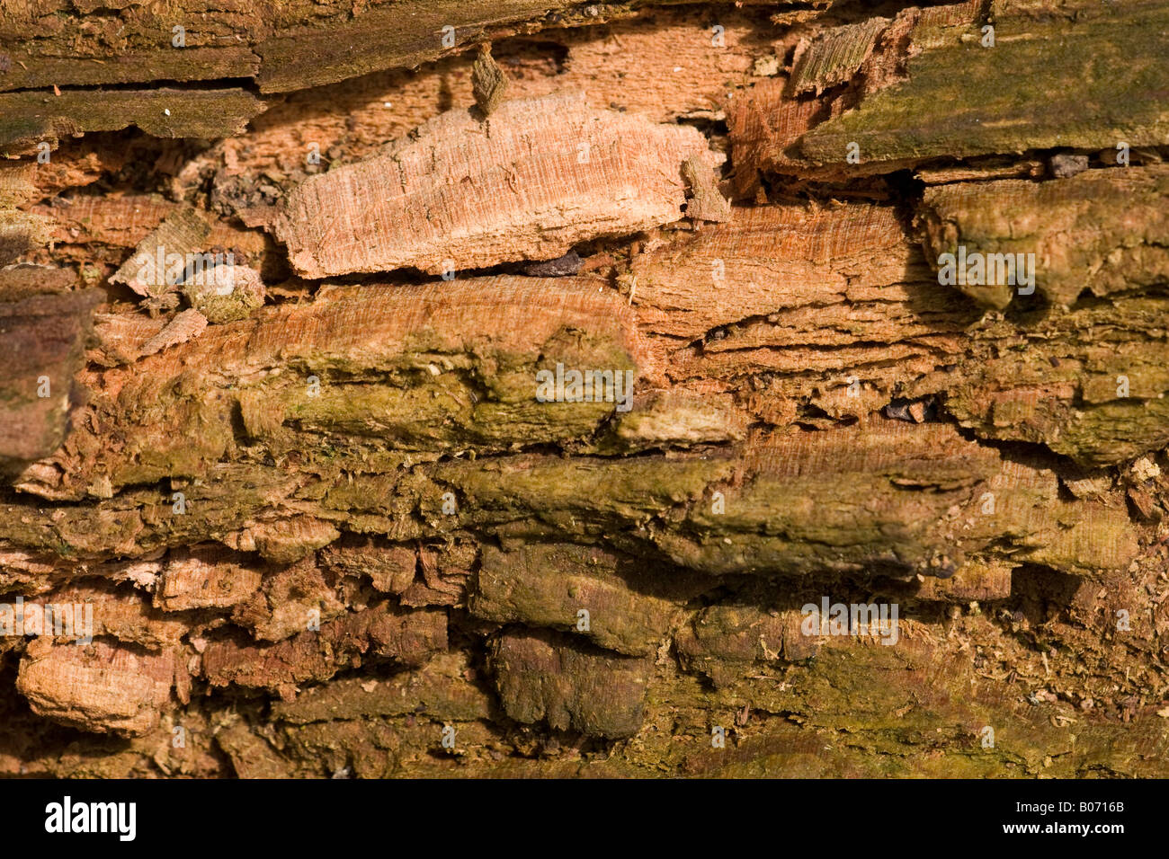 Close up detail from the bark of a fallen tree Stock Photo - Alamy