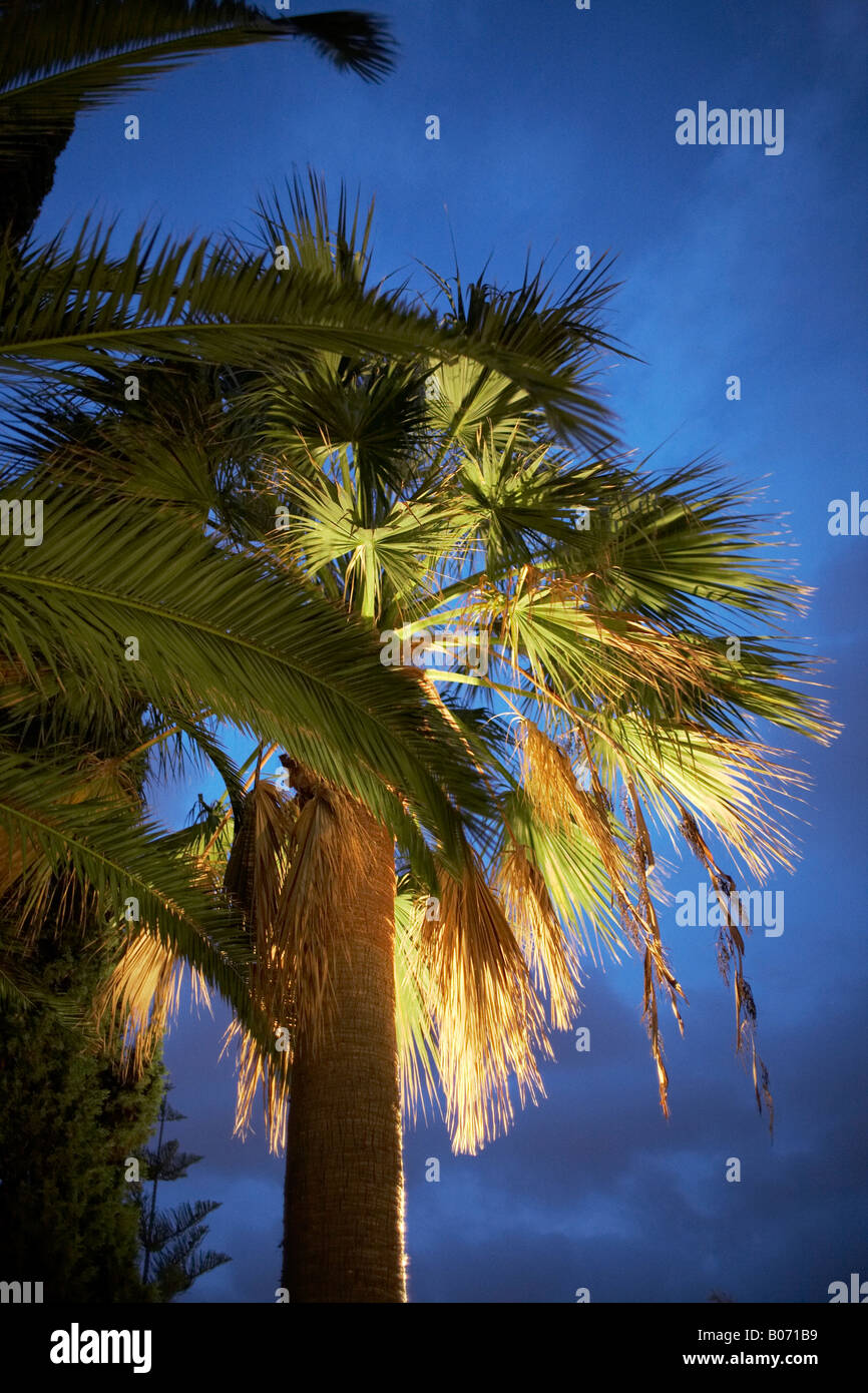 Palm trees/ lit during dusk Stock Photo - Alamy