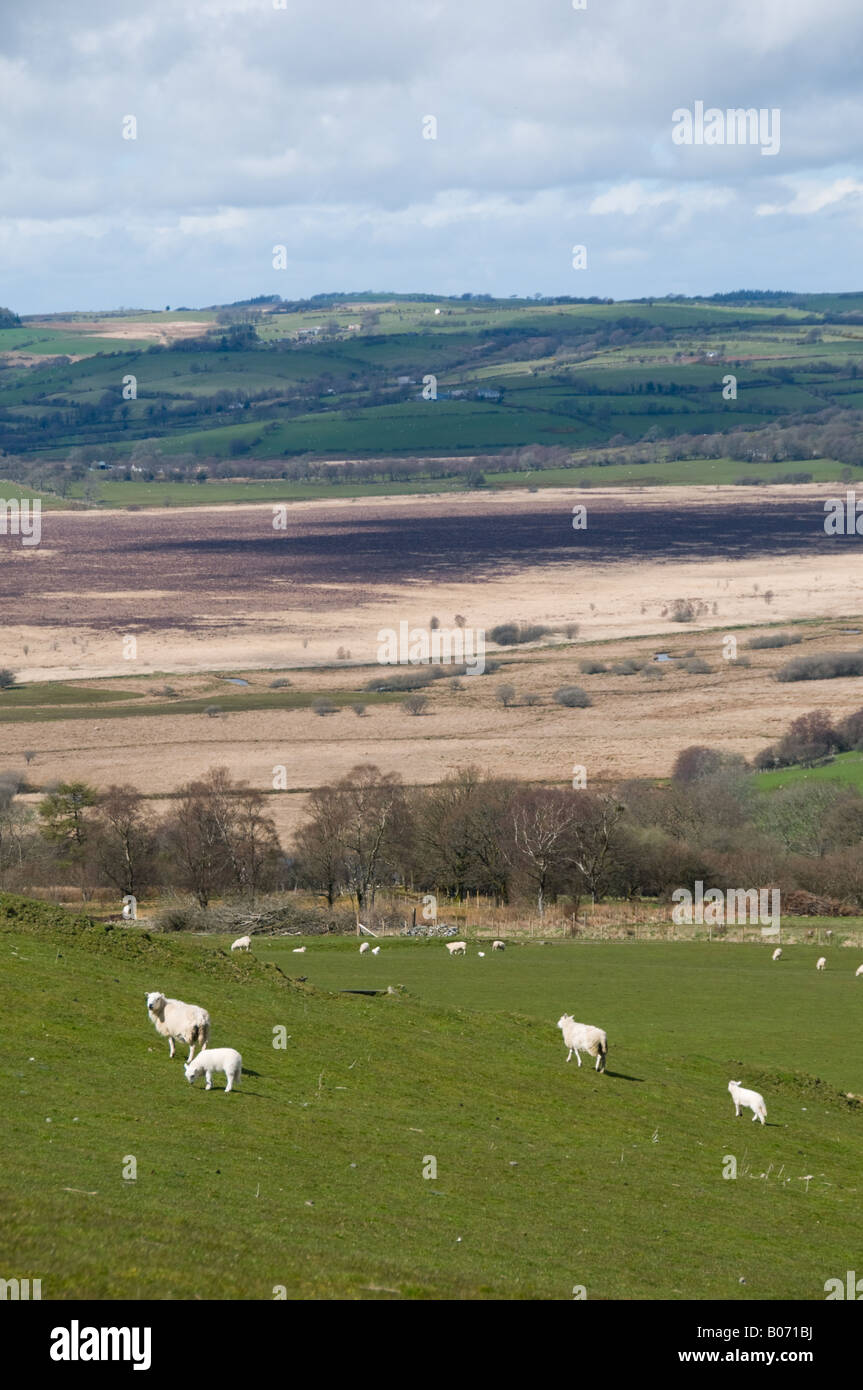 Upland farm with sheep and lambs grazing in field overlooking Cors ...